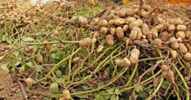 Brief description on how to start groundnut farming in Nigeria ...