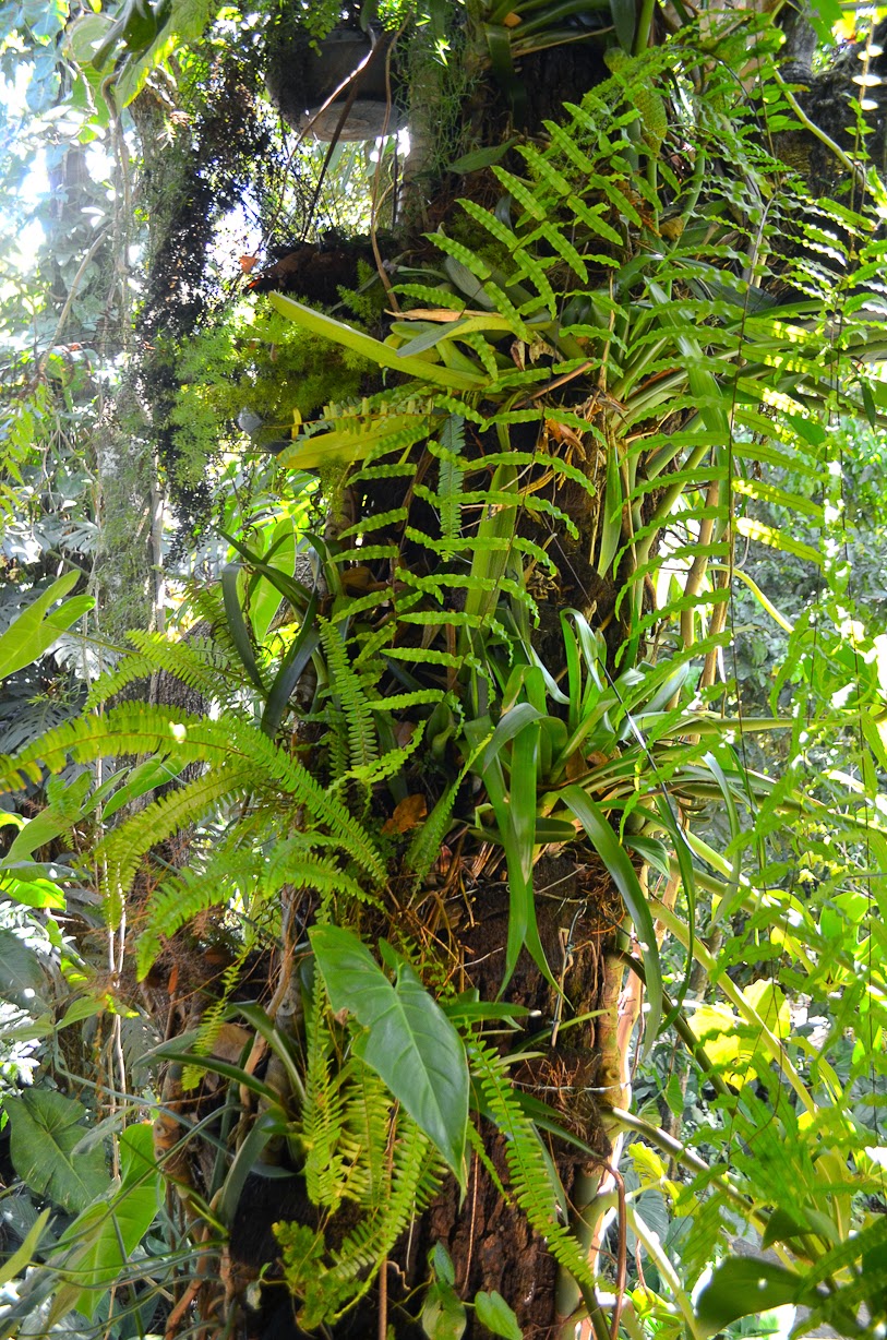 Diário de uma Sementeira: Plantas epífitas, o que são?