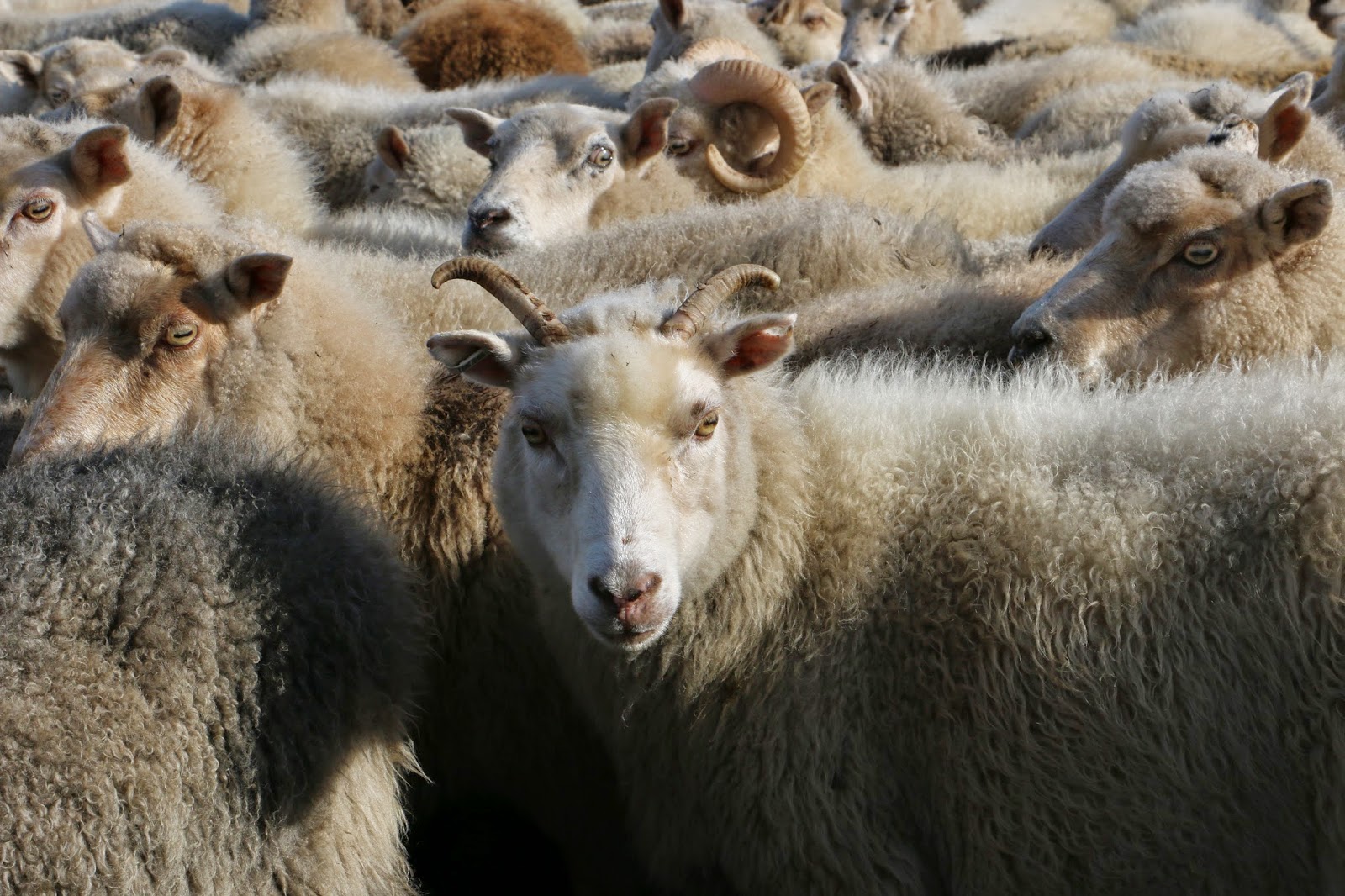 Fair Isle: Sheep Cru after the Hill Caa
