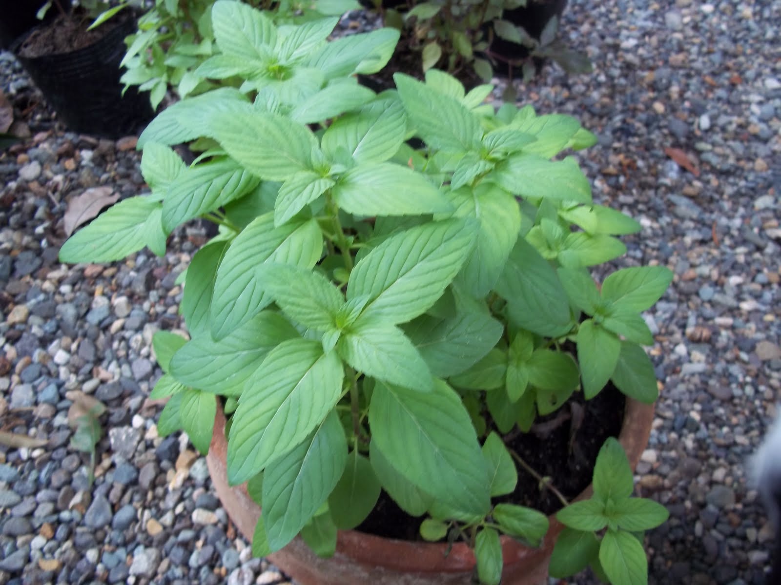 Hydroponics & Organics in Cebu: My Organic Herbs - Basil, Sage & Mint