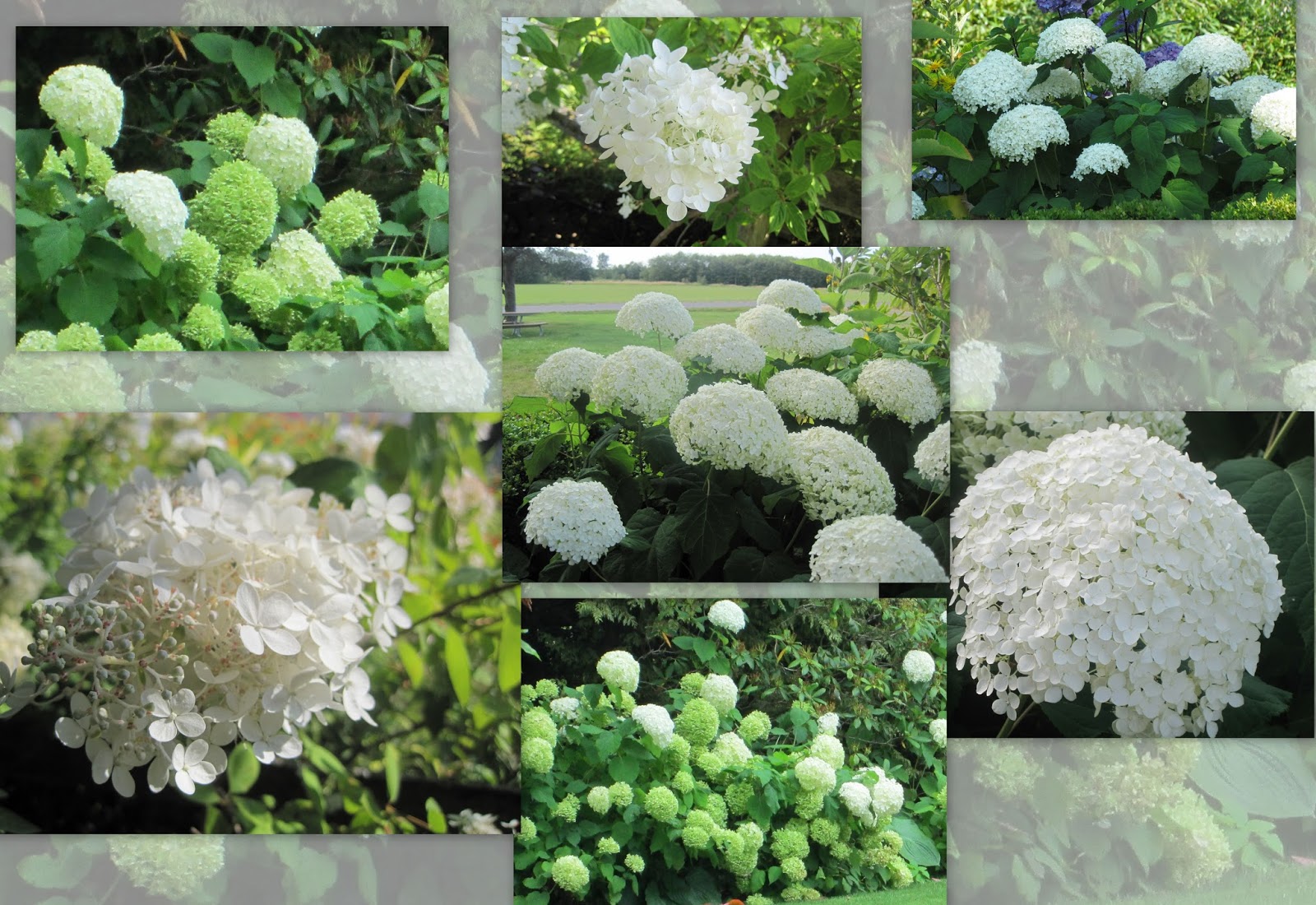 Scene Through My Eyes: Hydrangeas