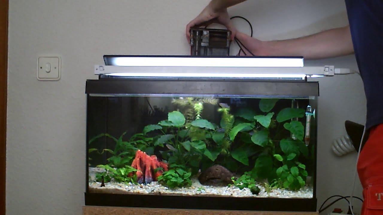 Cómo limpiar el filtro de tu pecera - Acuaria