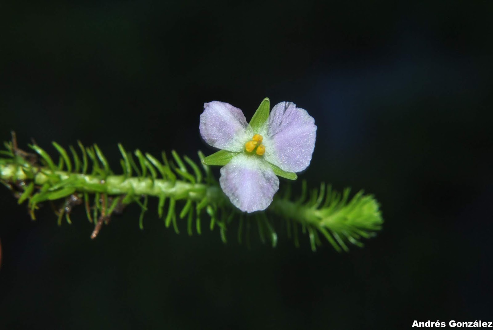 FOTOS DE FLORA NATIVA Y ADVENTICIAS DE URUGUAY : Mayaca sellowiana ...