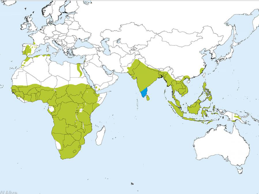 Kerry Birding: Birding South Africa