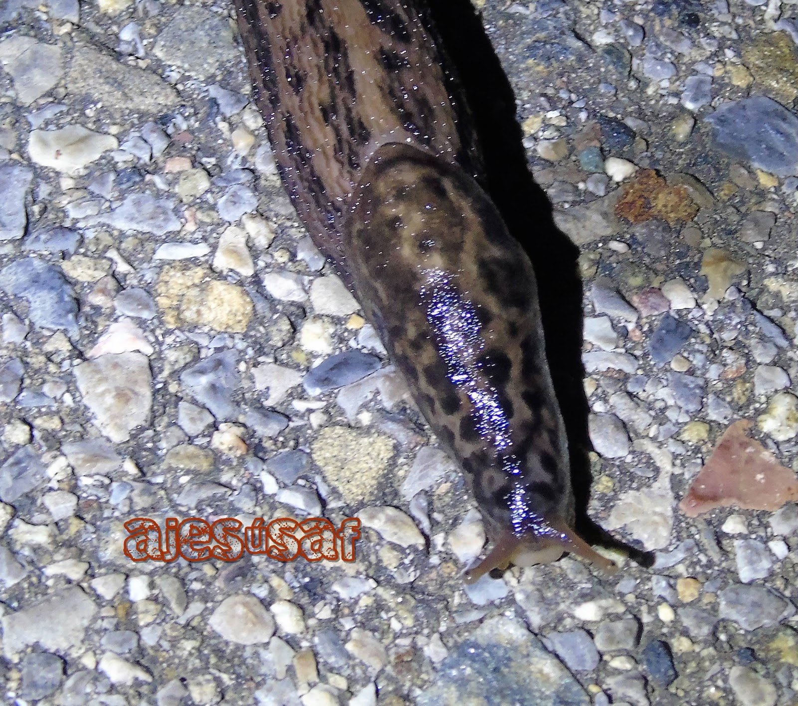 BLOG NATURAPORTDELASELVA Y CAP DE CREUS: BABOSA LEOPARDO ( LIMAX ...