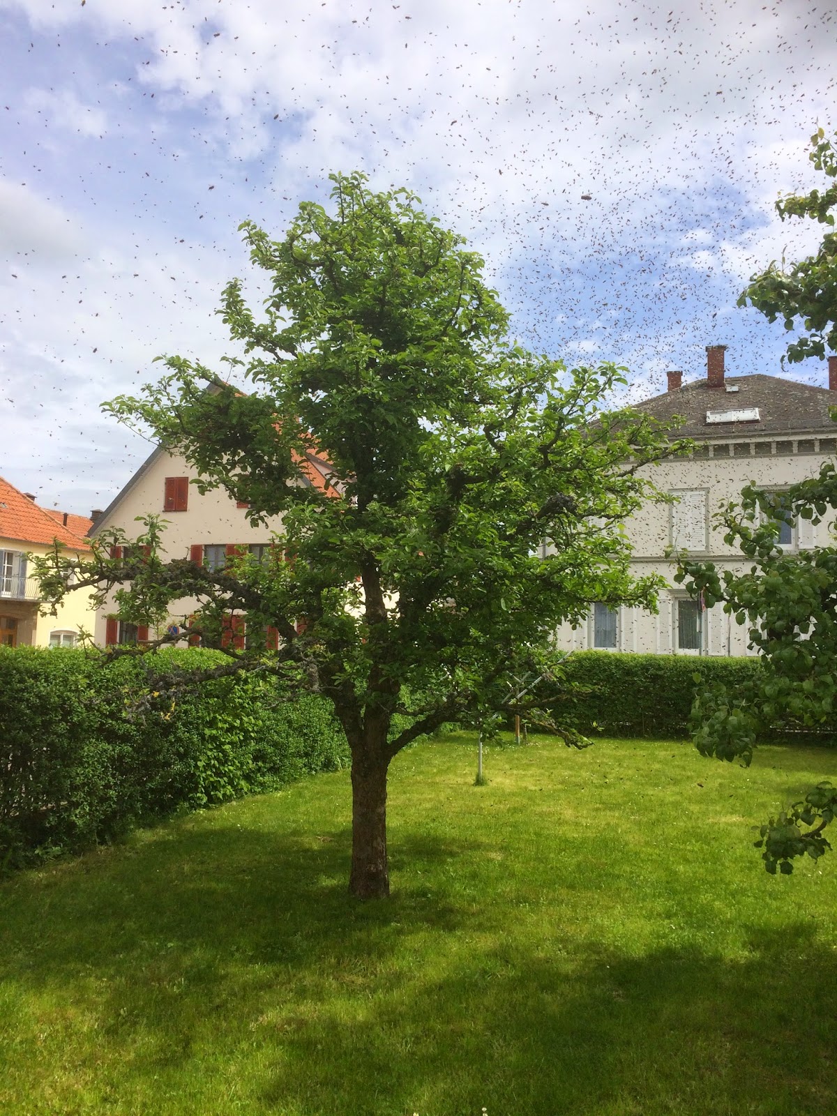 Sunhive Germany: Dealing and Handling the Sun Hive - the Overview