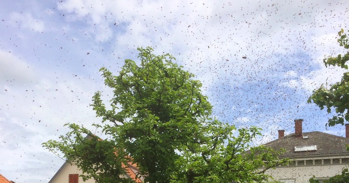Sunhive Germany: Dealing and Handling the Sun Hive - the Overview