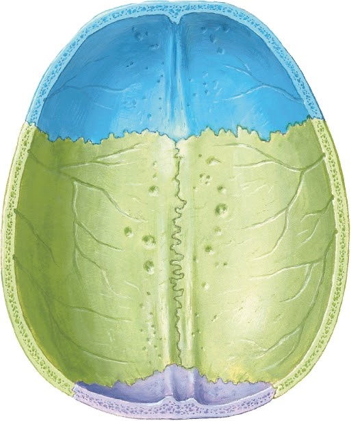 Netter Blog: Bóveda del cráneo: visión inferior