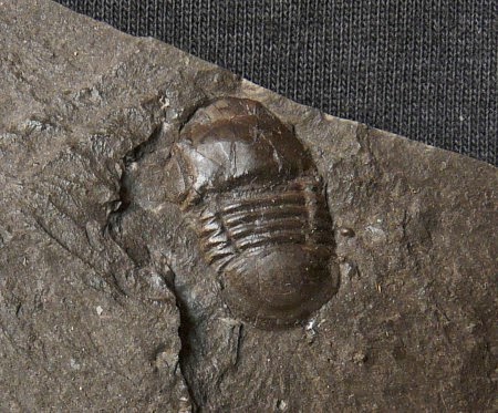 Variety of Life: Cyclopygidae