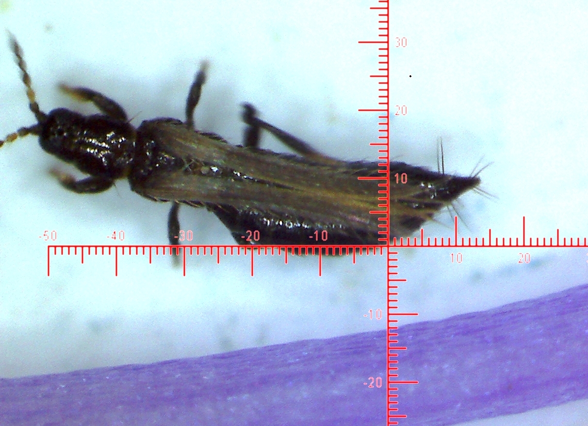 i-natura: LOS TRIPS (TISANOPTEROS)