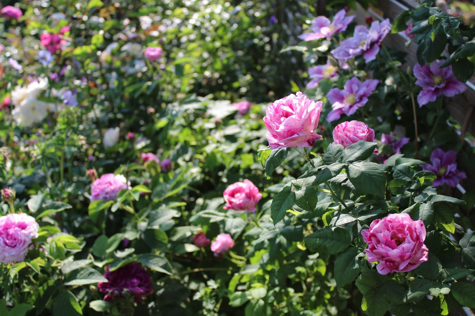 Promesse de roses: Mes roses au soleil