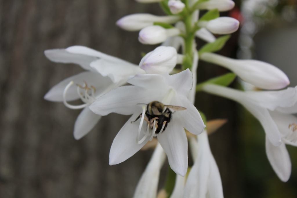 Red House Garden: What's that smell? Fragrant Hostas?!