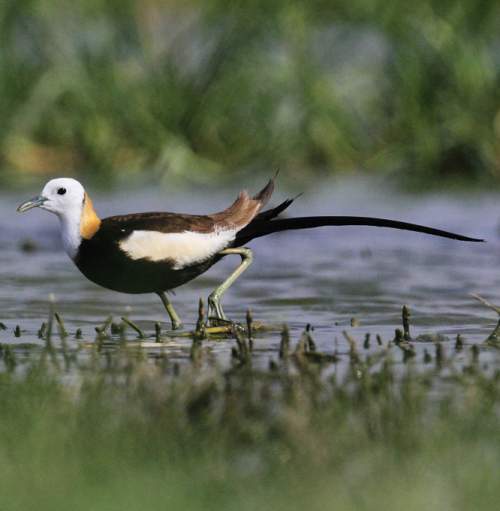 Pheasant-tailed jacana photos | Birds of India | Bird World