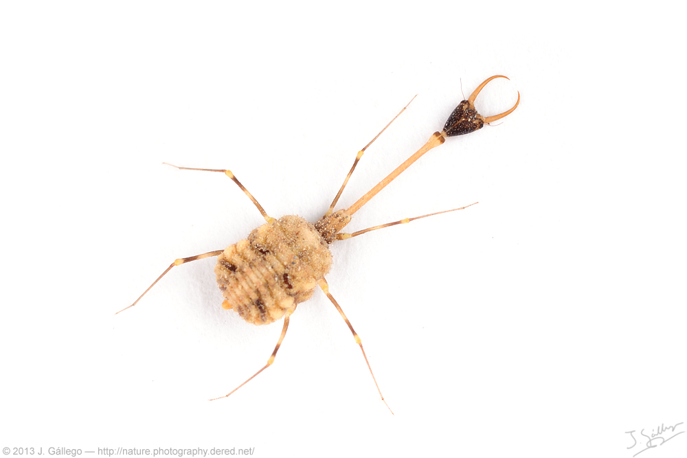 macroinstantes: Larva de Crocinae