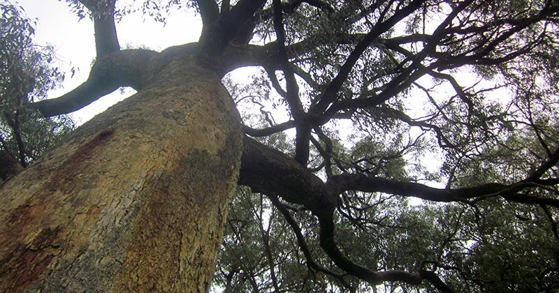 Epitome: It takes 15 years to grow a Tuart