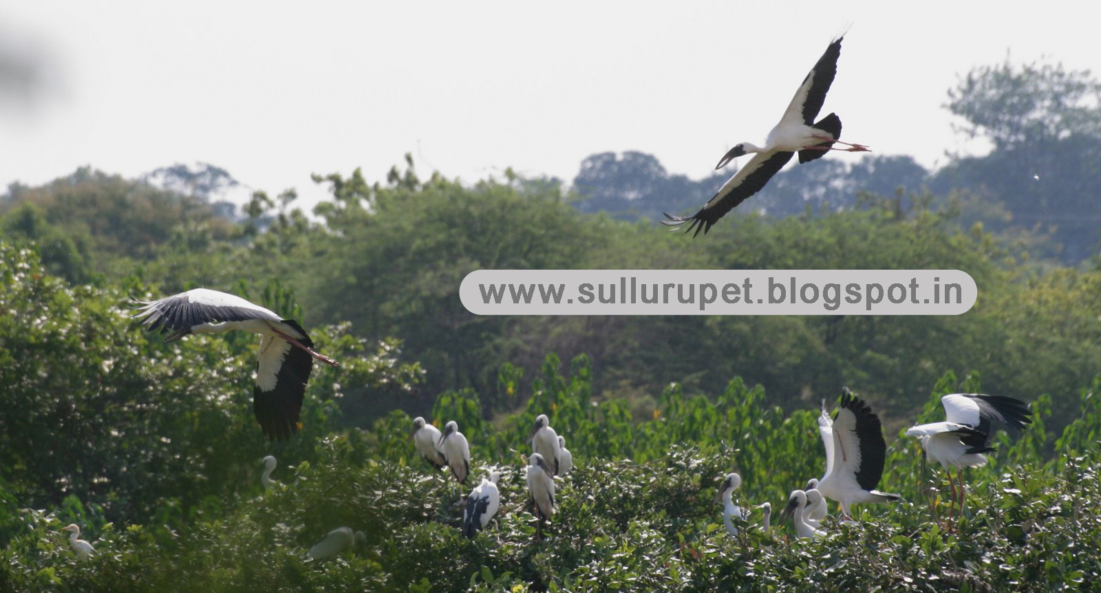 Nelapattu Bird Sanctuary Sullurpeta,Nellore Dist,A.P - www.Sullurupet.com