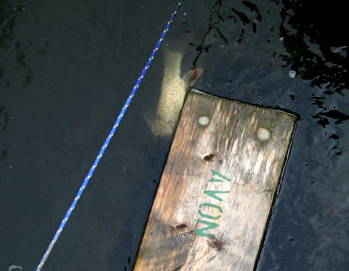 Avon Roach Project: Spawning and Hatching - May 2016