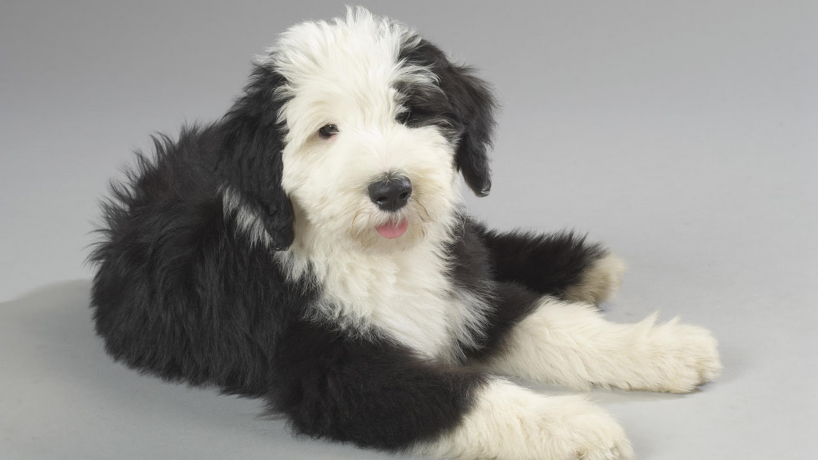 Dieren Achtergronden