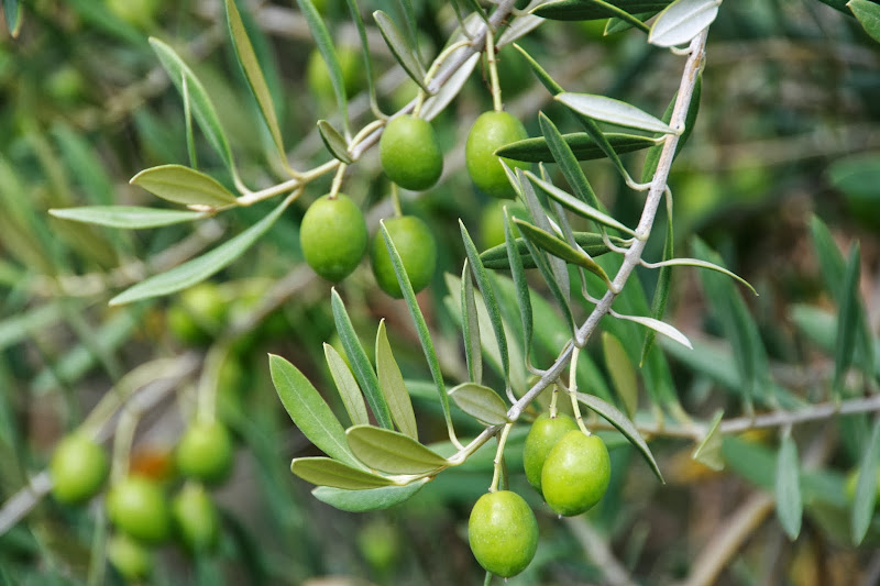 vignette design: The Olive Branch