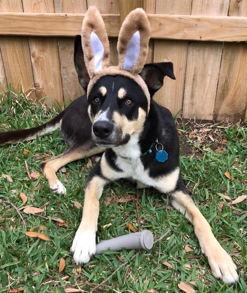 The Forty-Five: On Owning A Rambunctious Dog