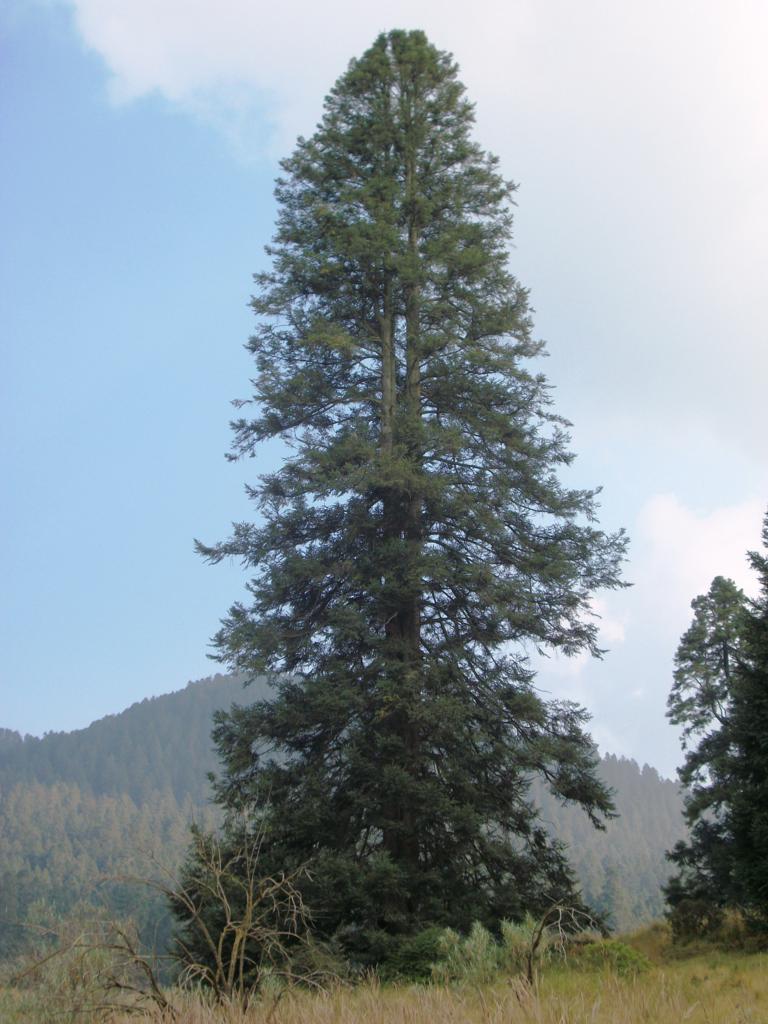 EL CAJON DE LOS CONOCIMIENTOS: OYAMEL