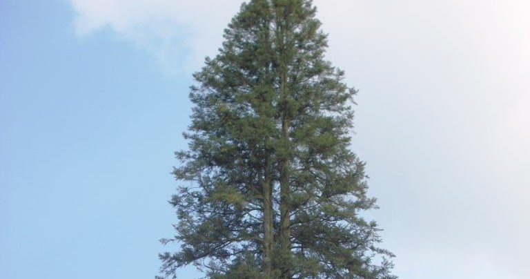 EL CAJON DE LOS CONOCIMIENTOS: OYAMEL