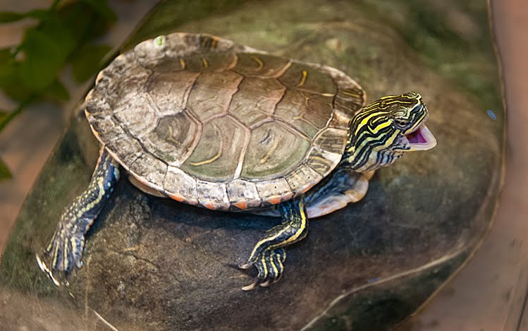 Pacific Science Center Life Sciences: Turtle Makeover