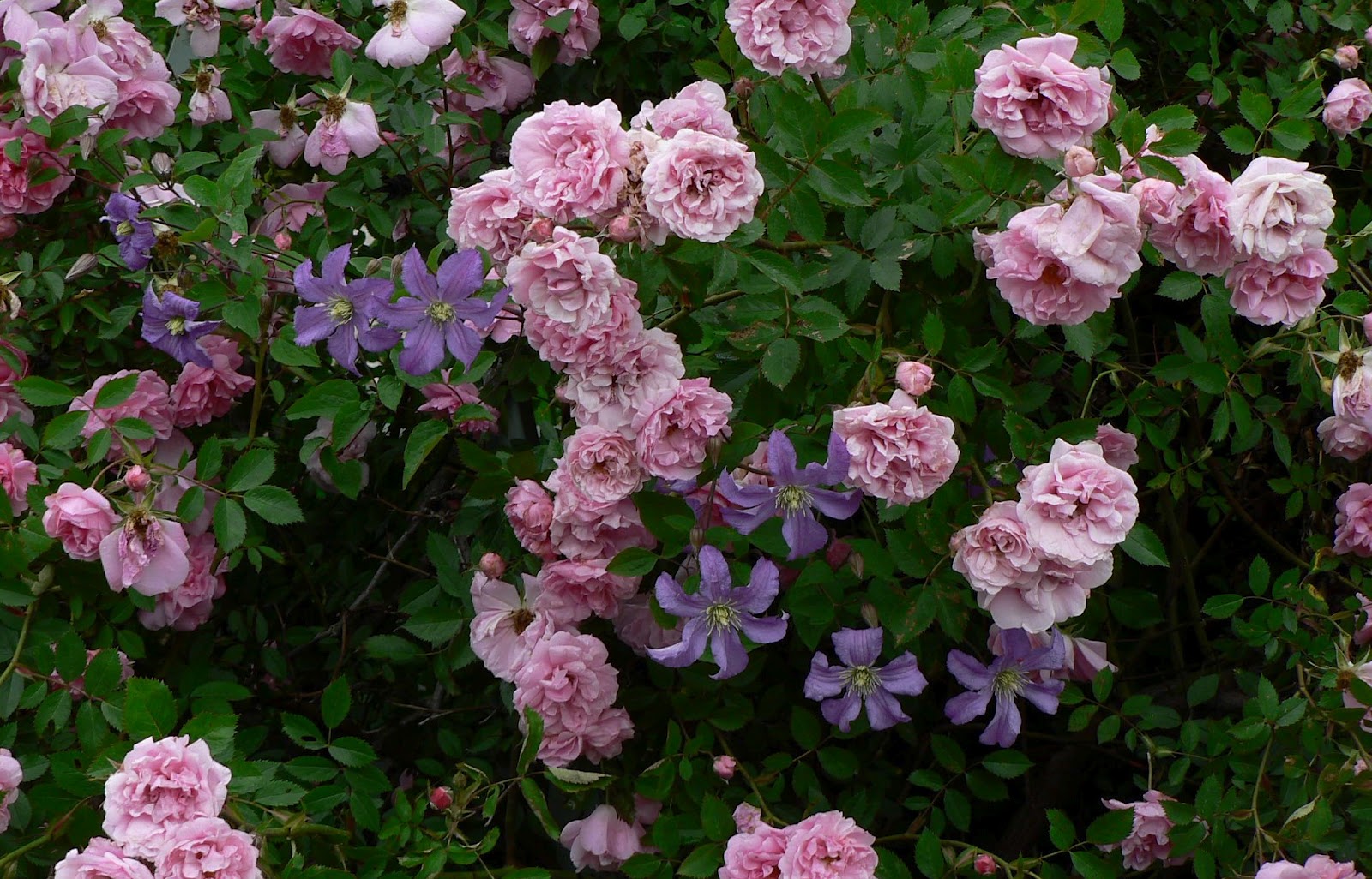 Visit My Garden: Explorer Roses at Olbrich
