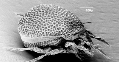 Variety of Life: Cepheidae