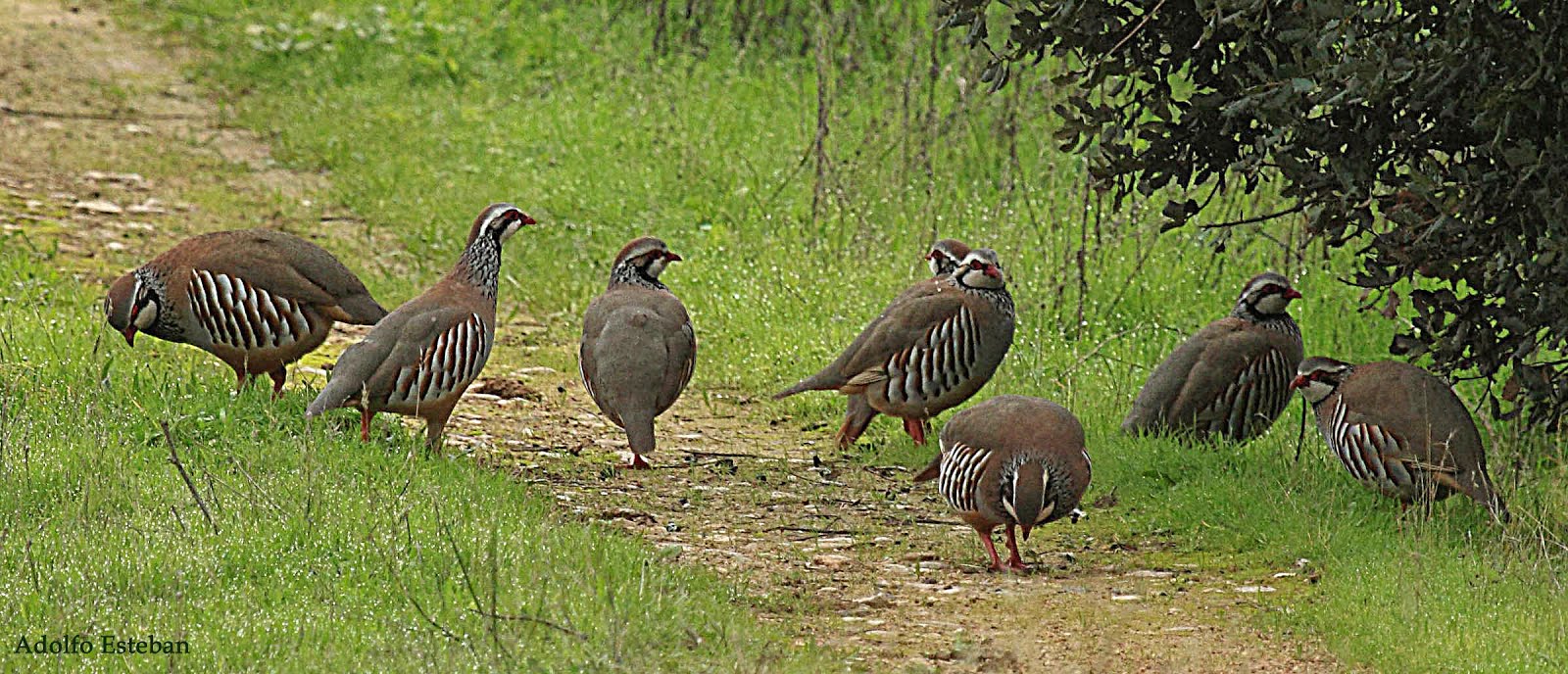 AMIGOS MONTEROS: LA PERDIZ.. (a mi manera de entender.)