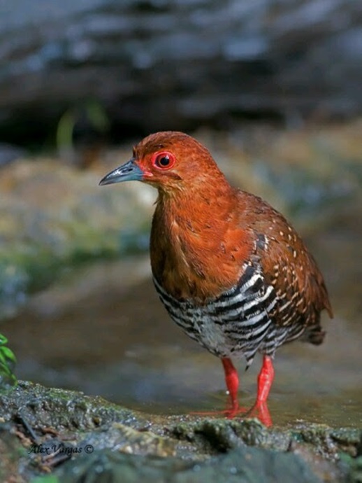 Birds in Thailand: Red legged crake