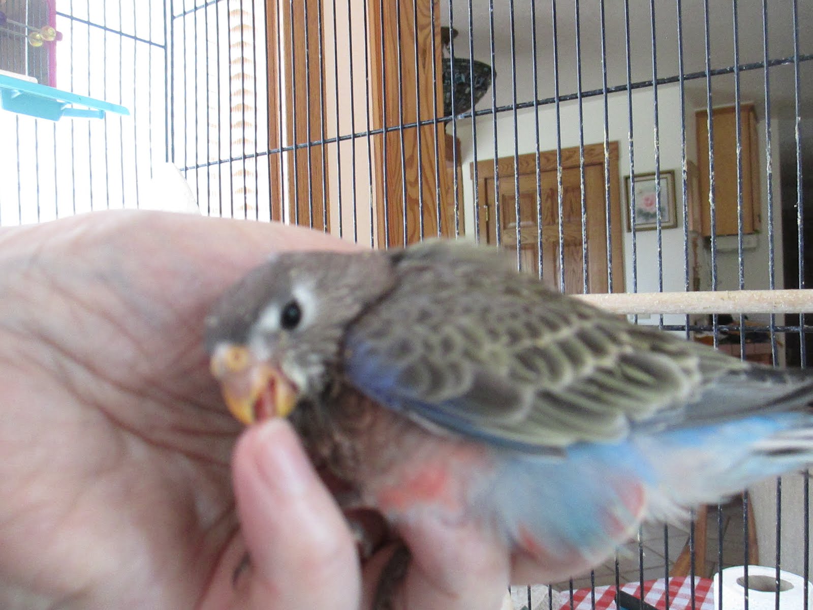 The Splendid Bourke Bird Blog: Baby Bourke Parakeet April, 2017 Update