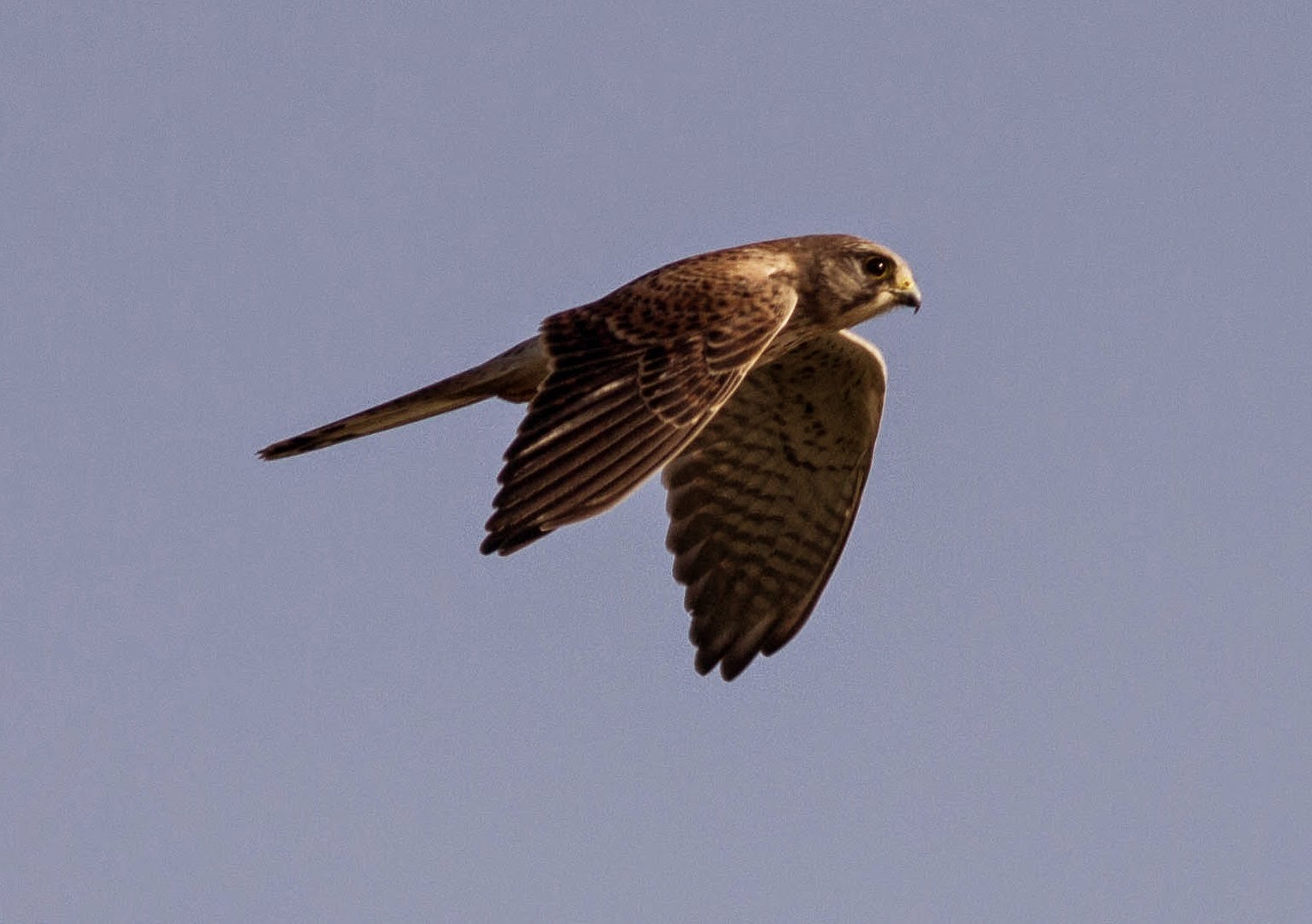 The Great British Bird Hunt: Week 29 02-11-2014 Birds Spotted: 2