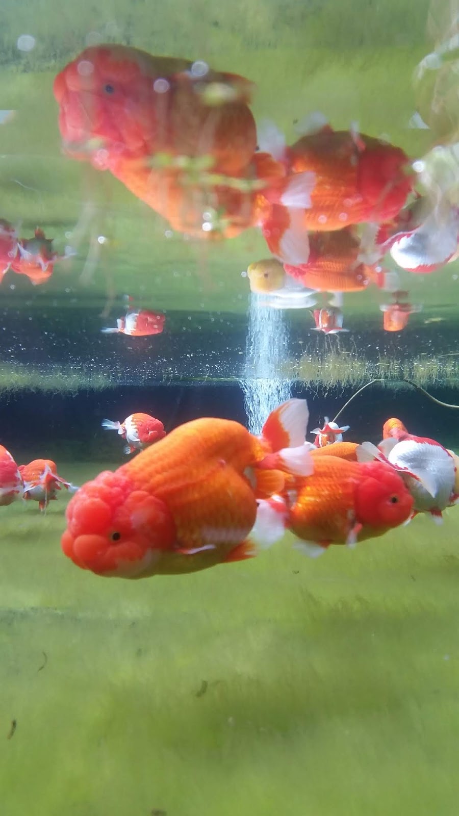 Ranchu Notes: A new view of the ranchu!