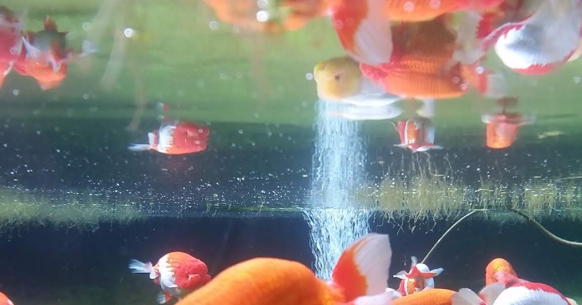 Ranchu Notes: A new view of the ranchu!