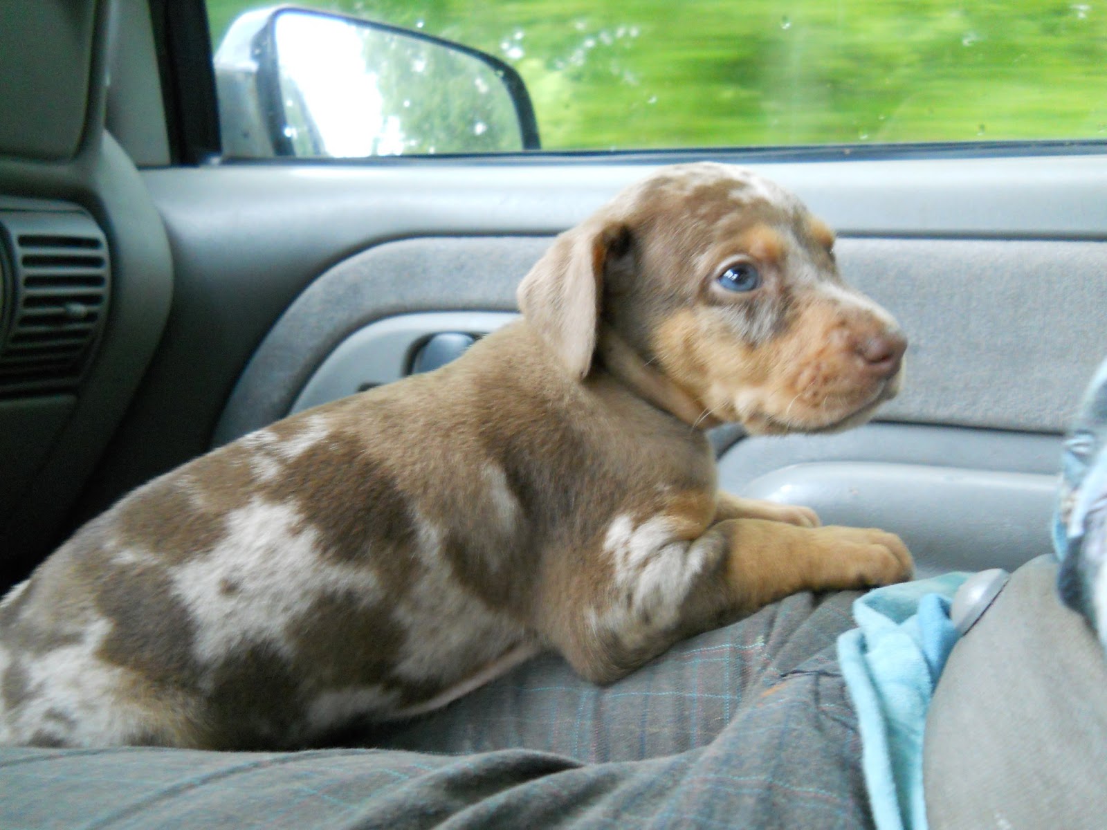 The Catahoula Hog Dog: How To Properly 'Train' A Hog Dog For Pen Or Woods