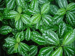 Sunday Gardening: Pot - Pilea Cadierei ~ HellasFrappe