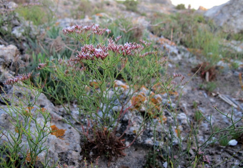 FLORA NEL SALENTO e.. anche altrove: Limonium virgatum (Willd.) Fourr ...