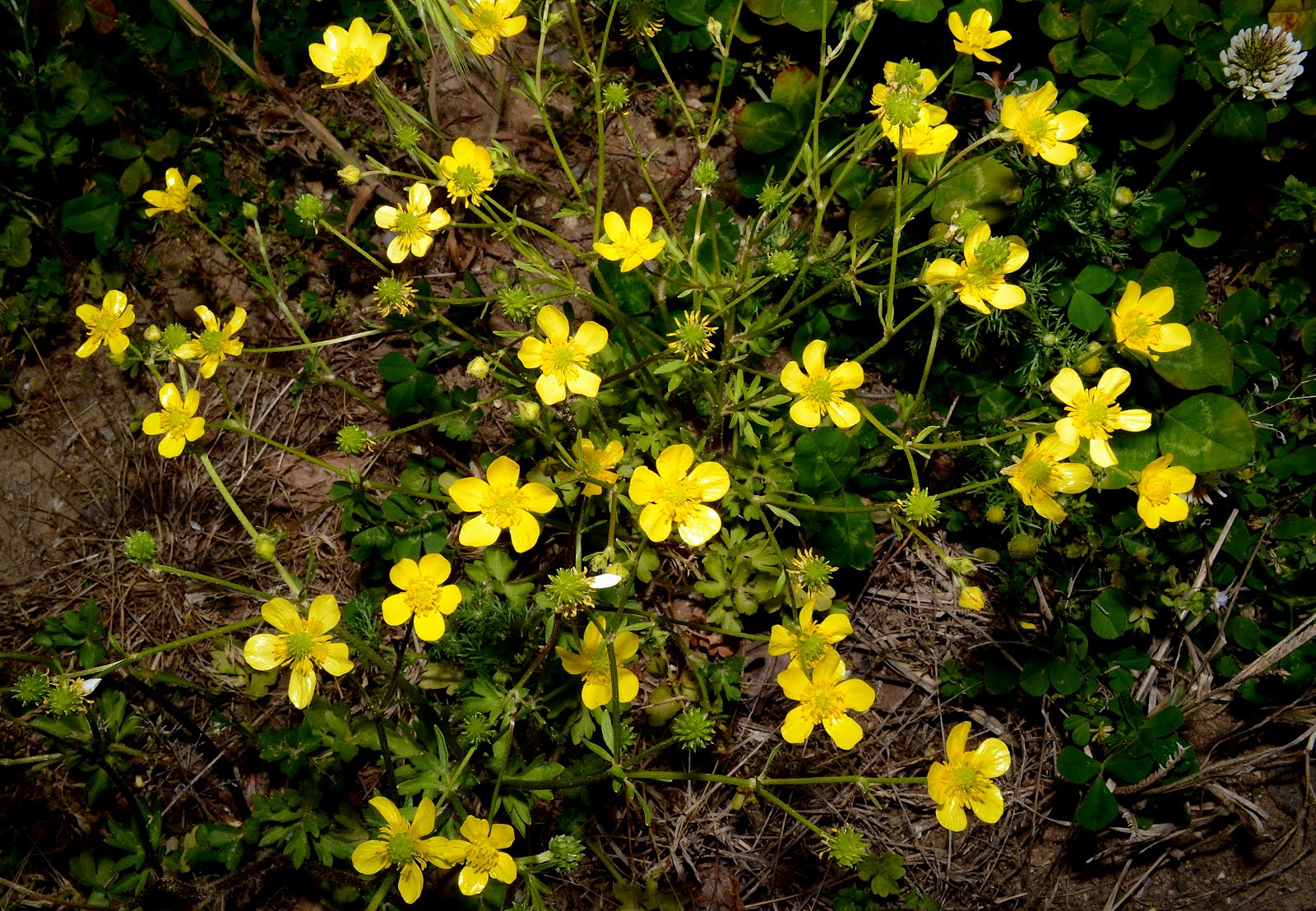 Get Your Botany On!: Ranunculus bulbosus, Bulbous Buttercup