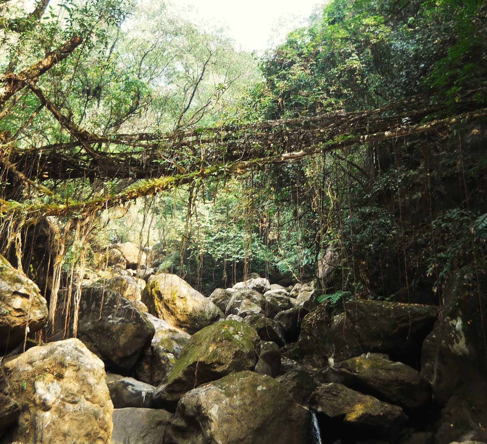 evenfewergoats: The Undiscovered Living Root Bridges of Meghalaya Part ...