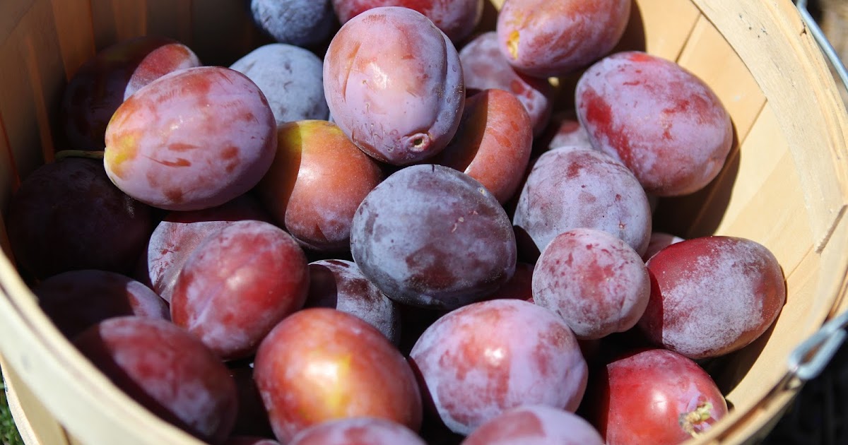 Trockenpflaumen gegen Osteoporose