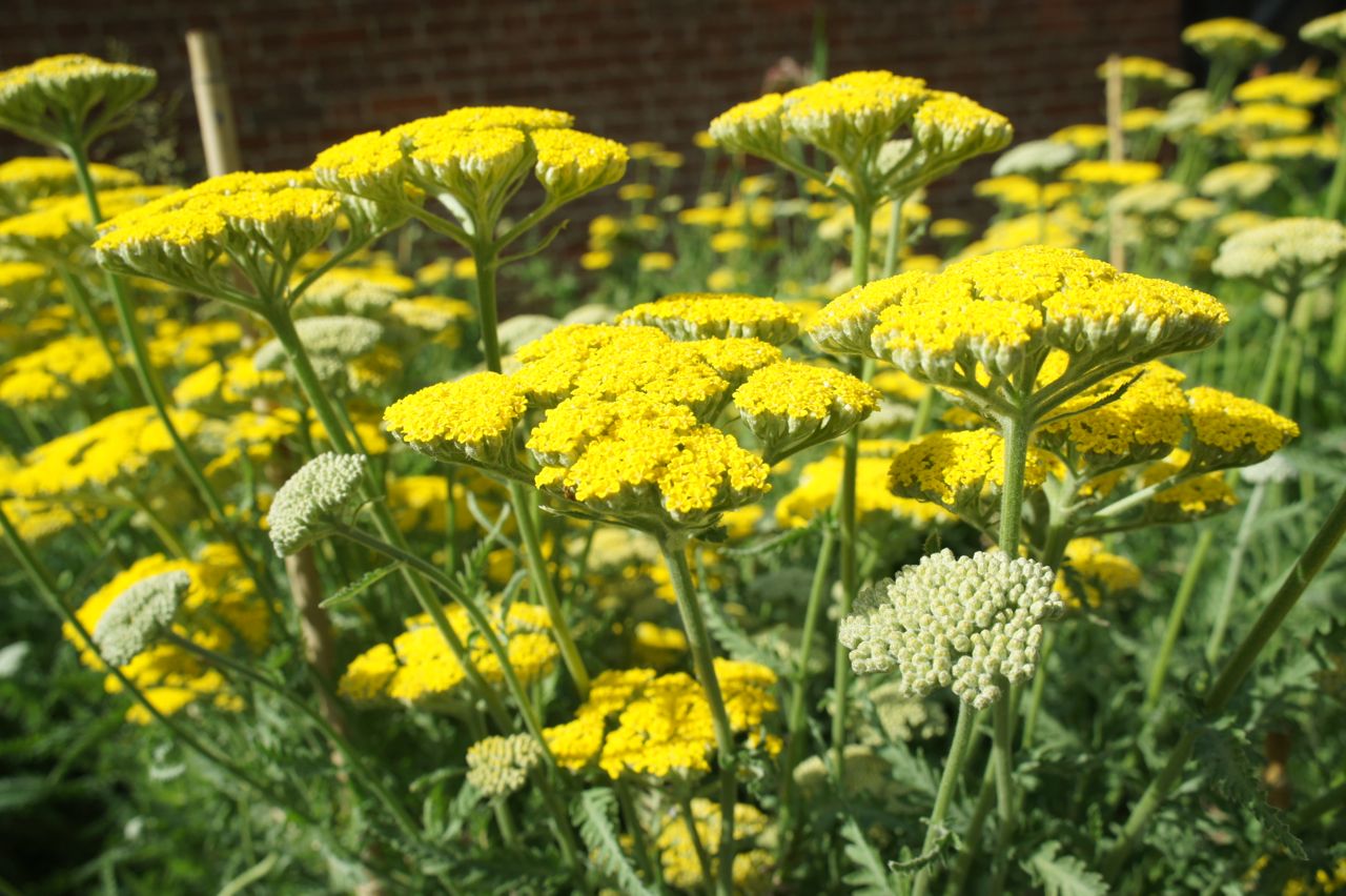 Foragefor... news: The Humble Umbel