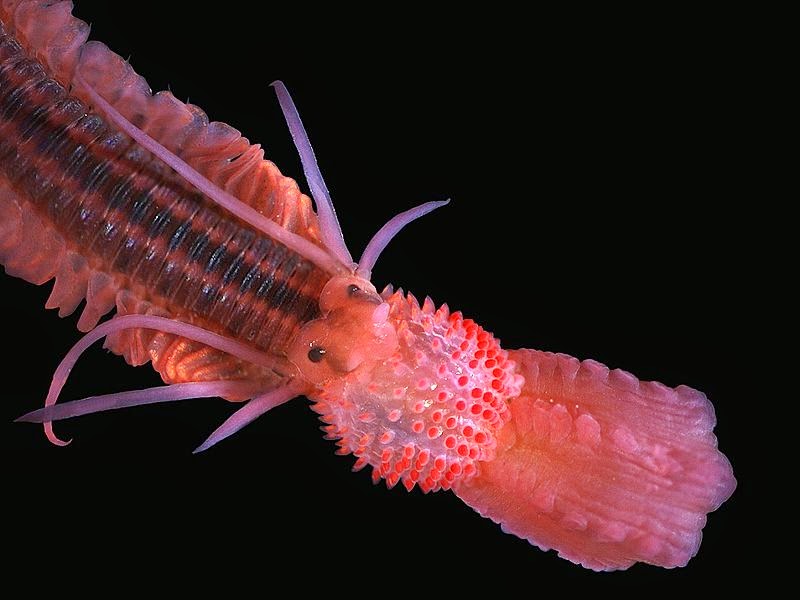 el moderno prometeo: Filo Annelida: Anélidos o Gusanos Anillados.