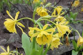 La Fiesta de la Flor de Amancaes [Video] - ARCHIVOSAGIL