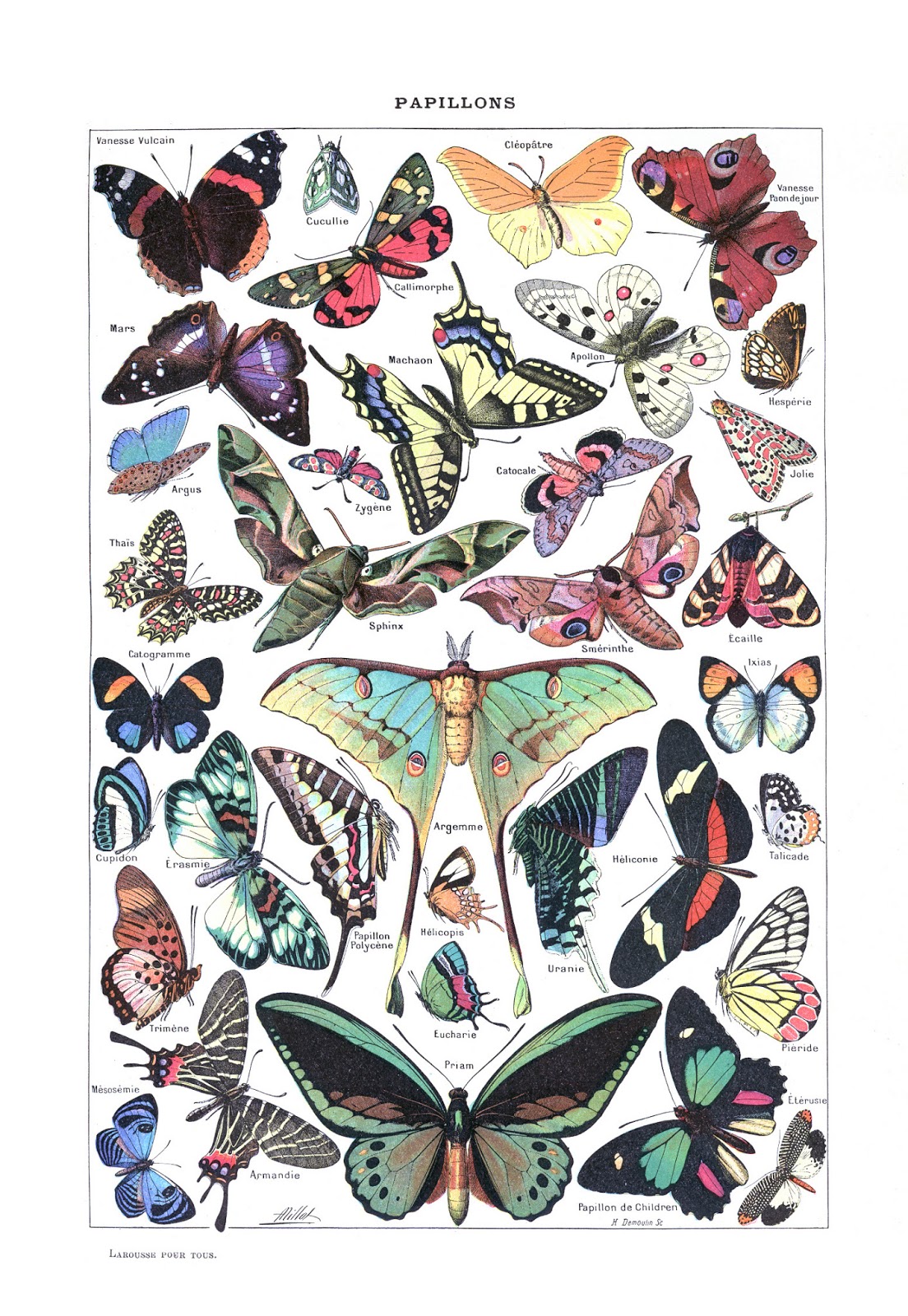 Chez Mélba: Papillons