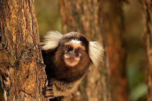 ser tão/sertão: SARUÊ SOIM