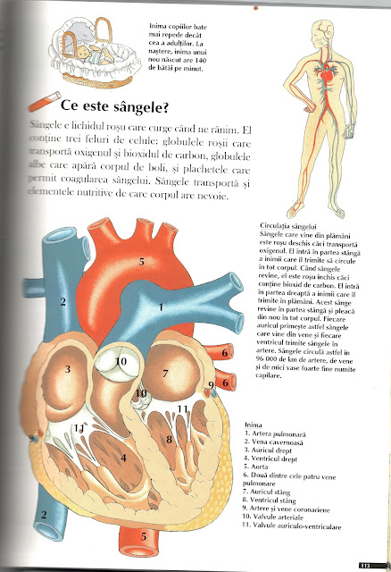 Vremea copilariei: Descoperim corpul uman