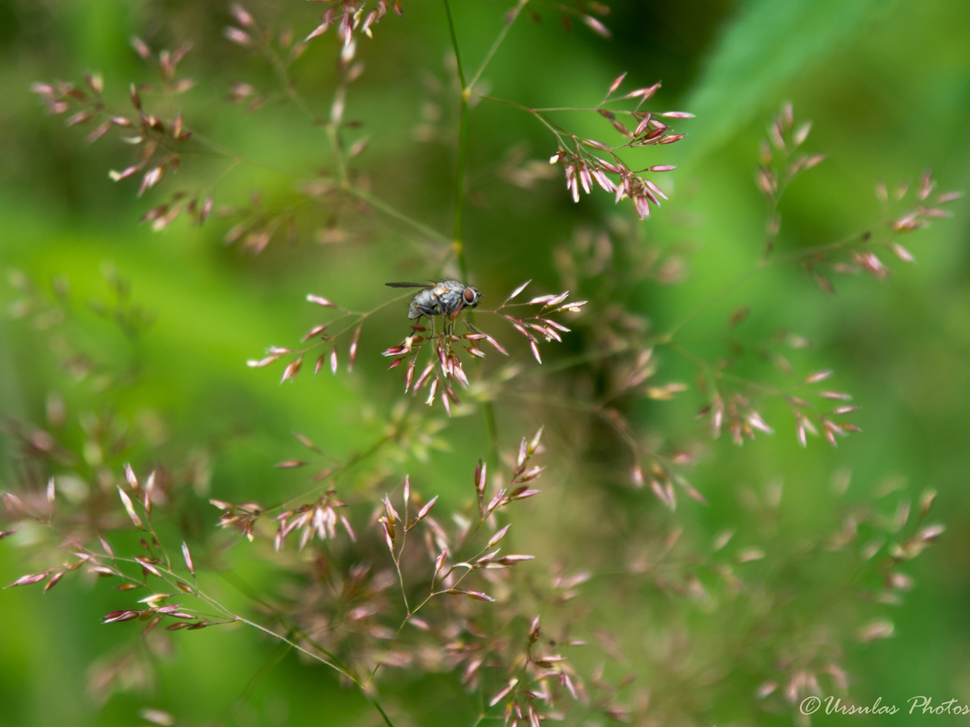 Garten Bilder: Insekten