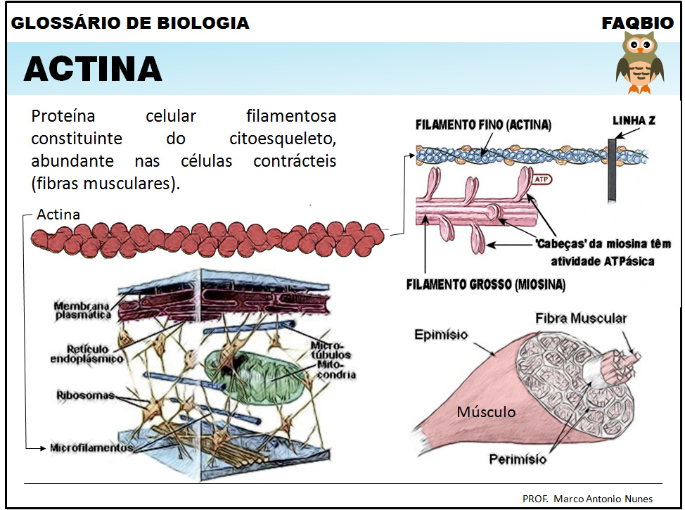 FAQBIO - Apoio ao Estudo de Biologia: GLOSSÁRIO DE BIOLOGIA: ACTINA