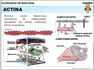 FAQBIO - Apoio ao Estudo de Biologia: GLOSSÁRIO DE BIOLOGIA: ACTINA